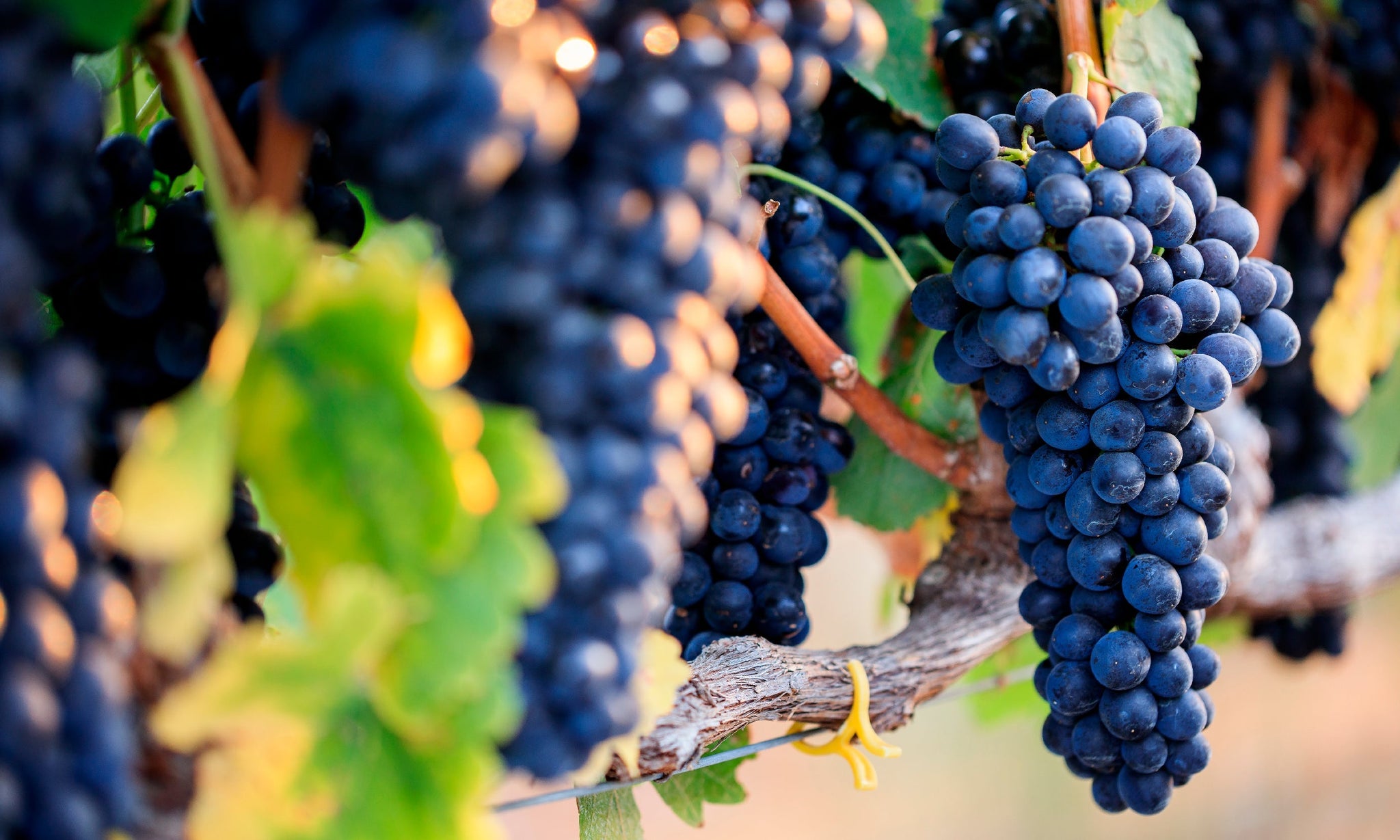 Resveratrol What Is It And How Does It Benefit Your Skin