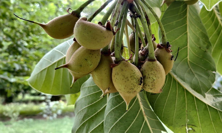 Enhance Skin Health with Mowrah Seed Butter